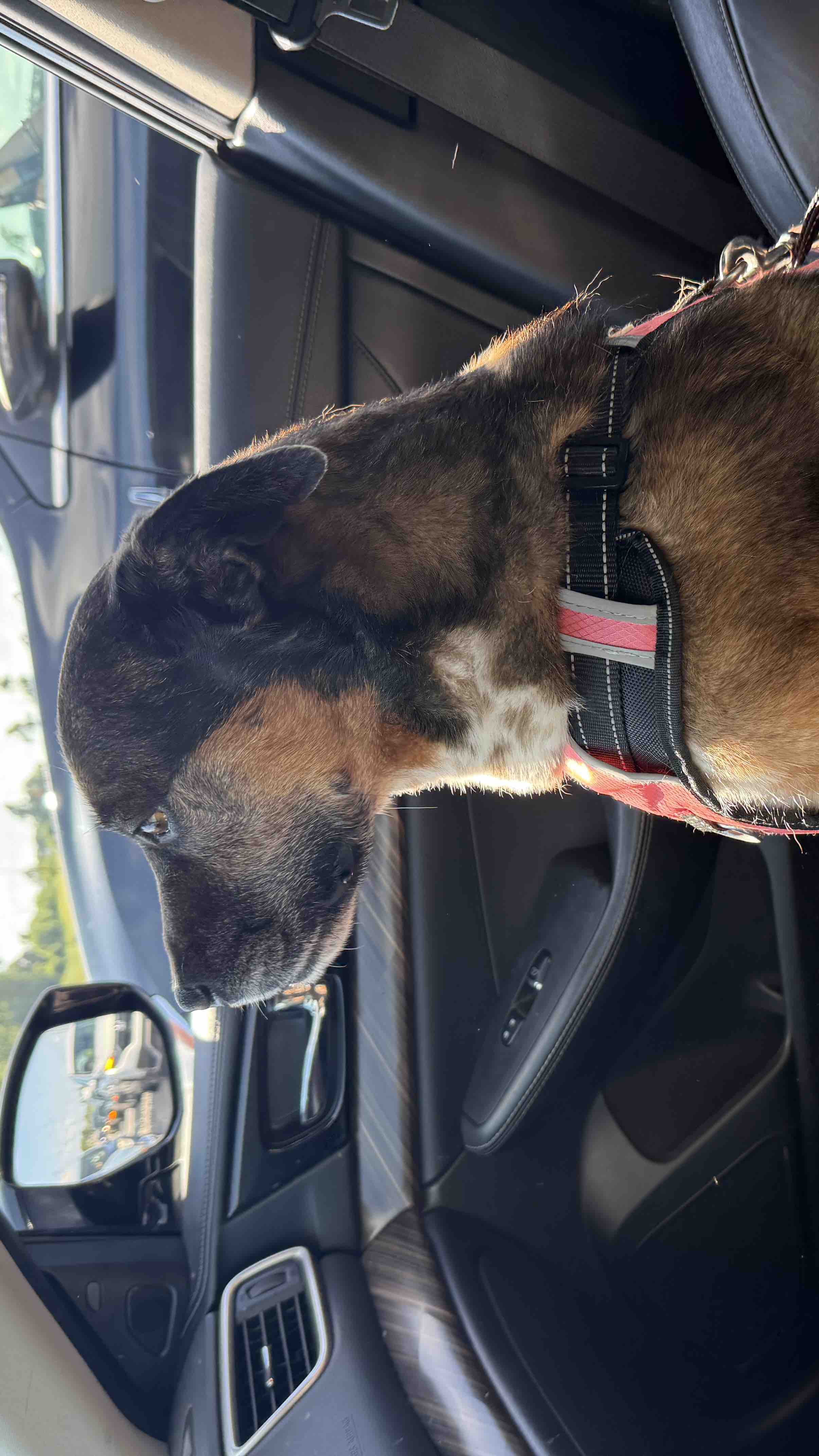 Fundraiser by Niceia Keith : Lilly Needs Emergency Surgery