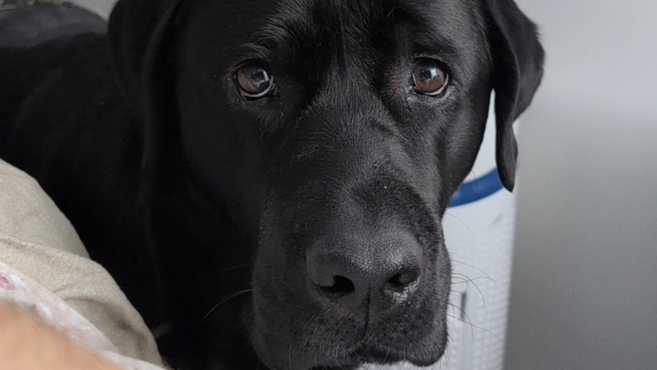 Fundraiser by Jake Pfeiffer : Help Finley recover from a Mast Cell ...