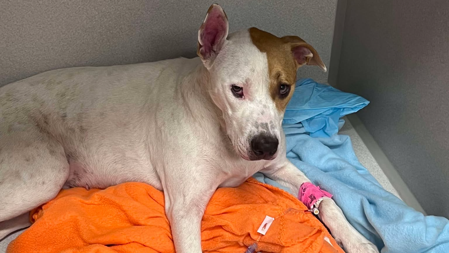 Fundraiser for RAna Mills by Janet Taff : Help Millie and Mitzie Beat ...