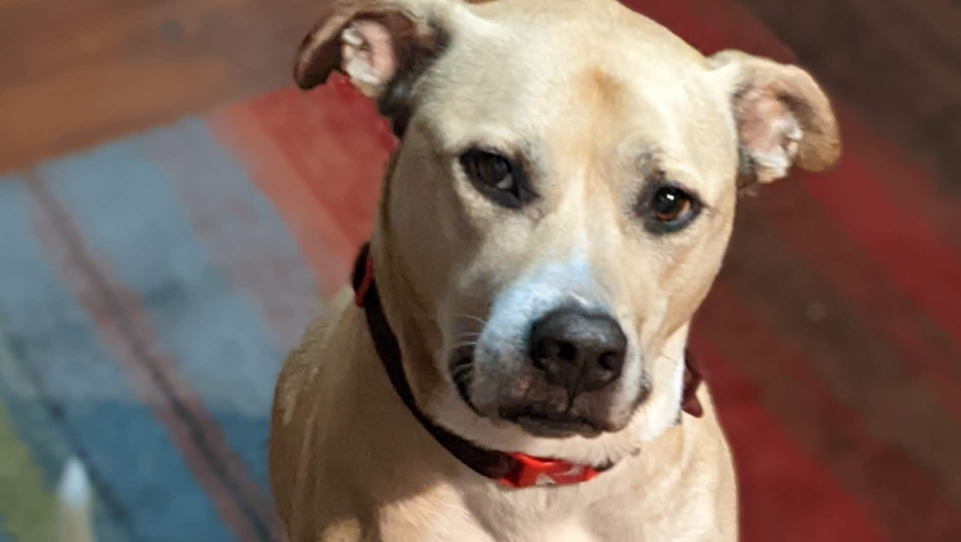Fundraiser by Marcy Severson : Support Jules' Recovery: Urgent Vet Care ...