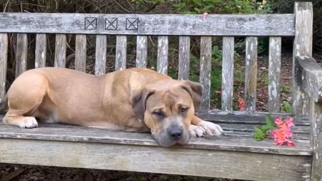 Fundraiser by Sian Adams : Help Us Save Hugo – A Best Friend's Lifeline