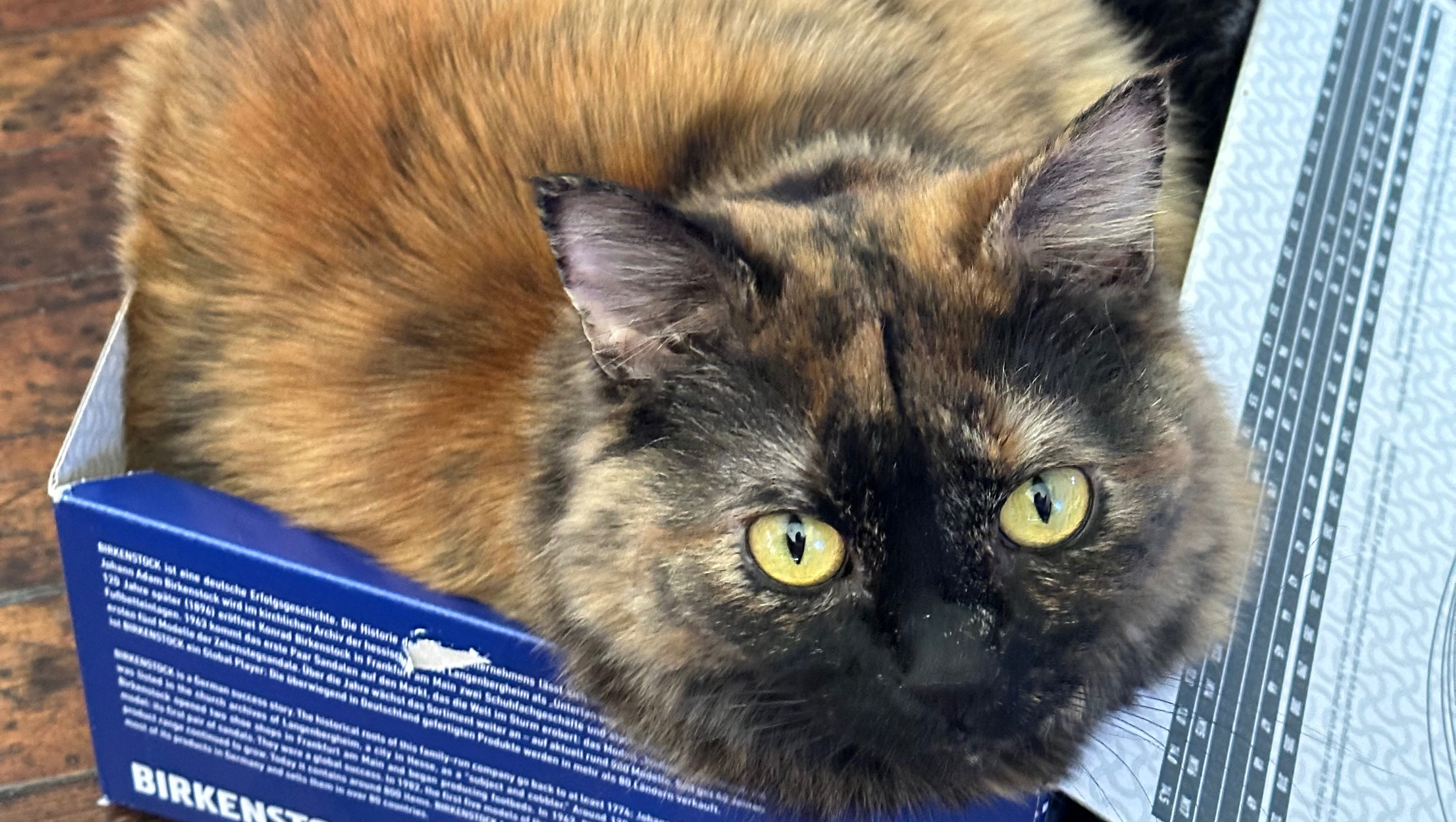 Fundraiser by Lizzy Scales : Join Ava's Journey to Save Her Cat Jules