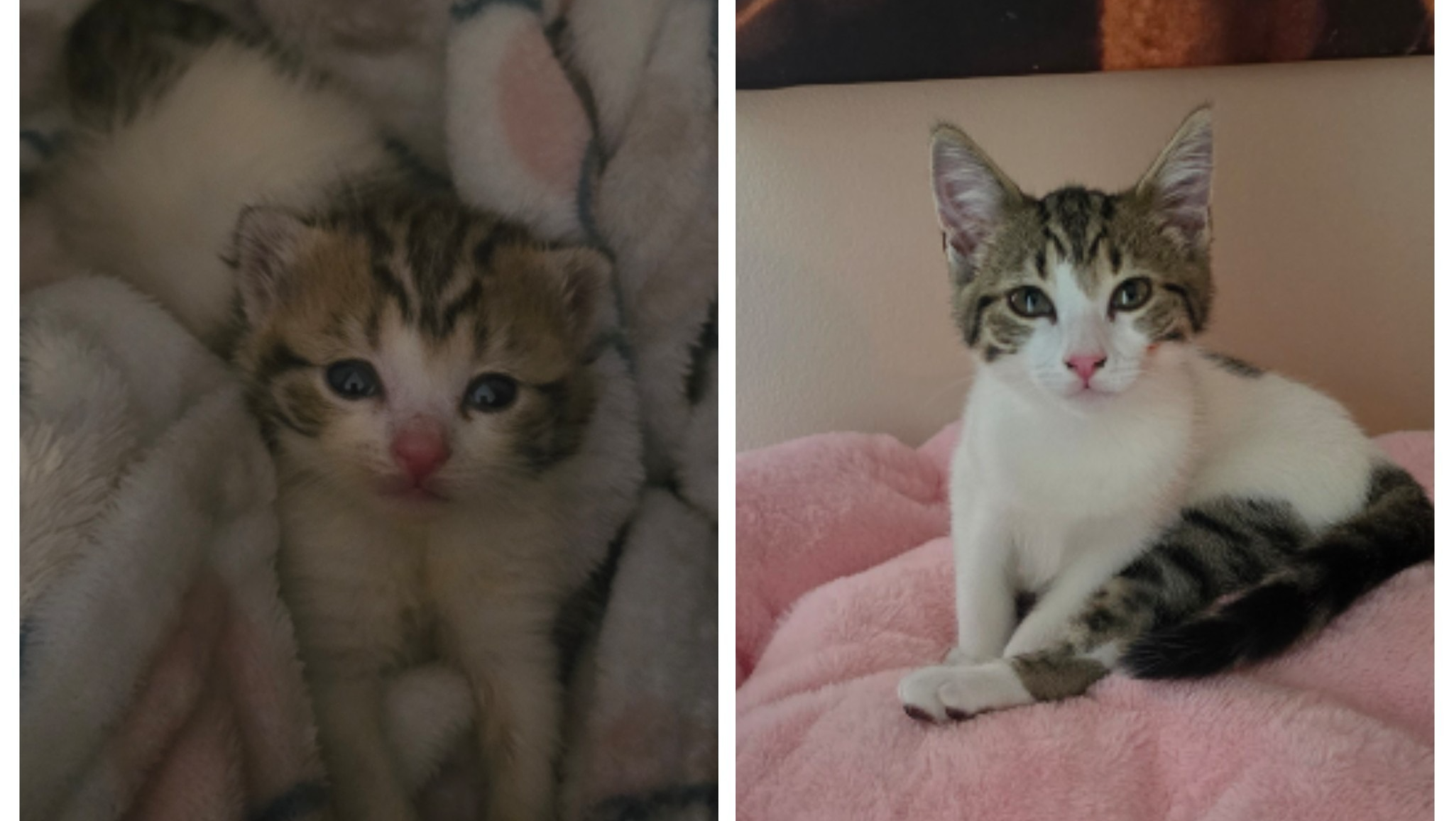 Fundraiser by Cat Action Trust : Help Us Keep Saving Cork’s Most ...