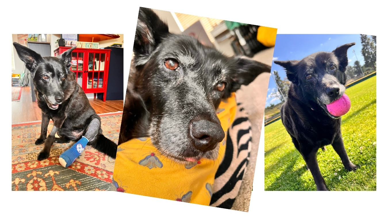 Fundraiser by Christina Law : Support Kenzie Dog’s Cancer Treatment Journey