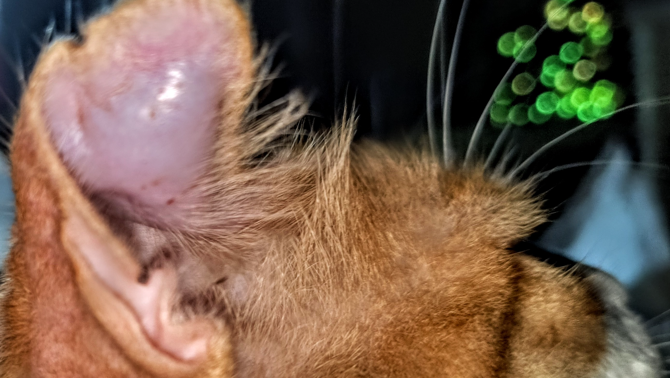 Fundraiser by Dreamland Kitty Rescue : Fundraiser Loki cat ear surgery ...