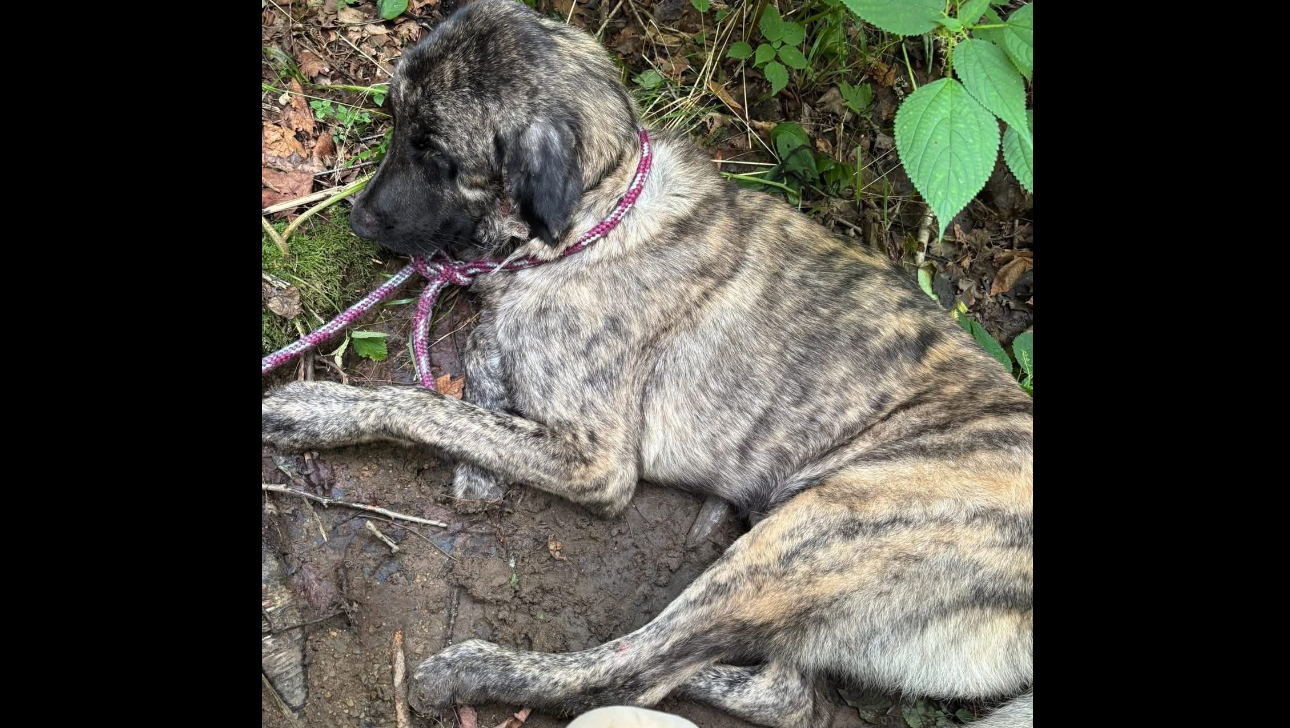 Fundraiser by Derek Trull : Urgent Care Needed for Injured Scenic ...