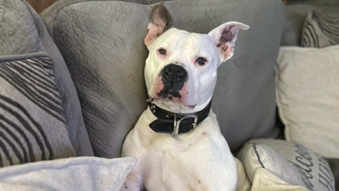 Fundraiser by Natasha Makara : Support Ozzy's Healing Journey