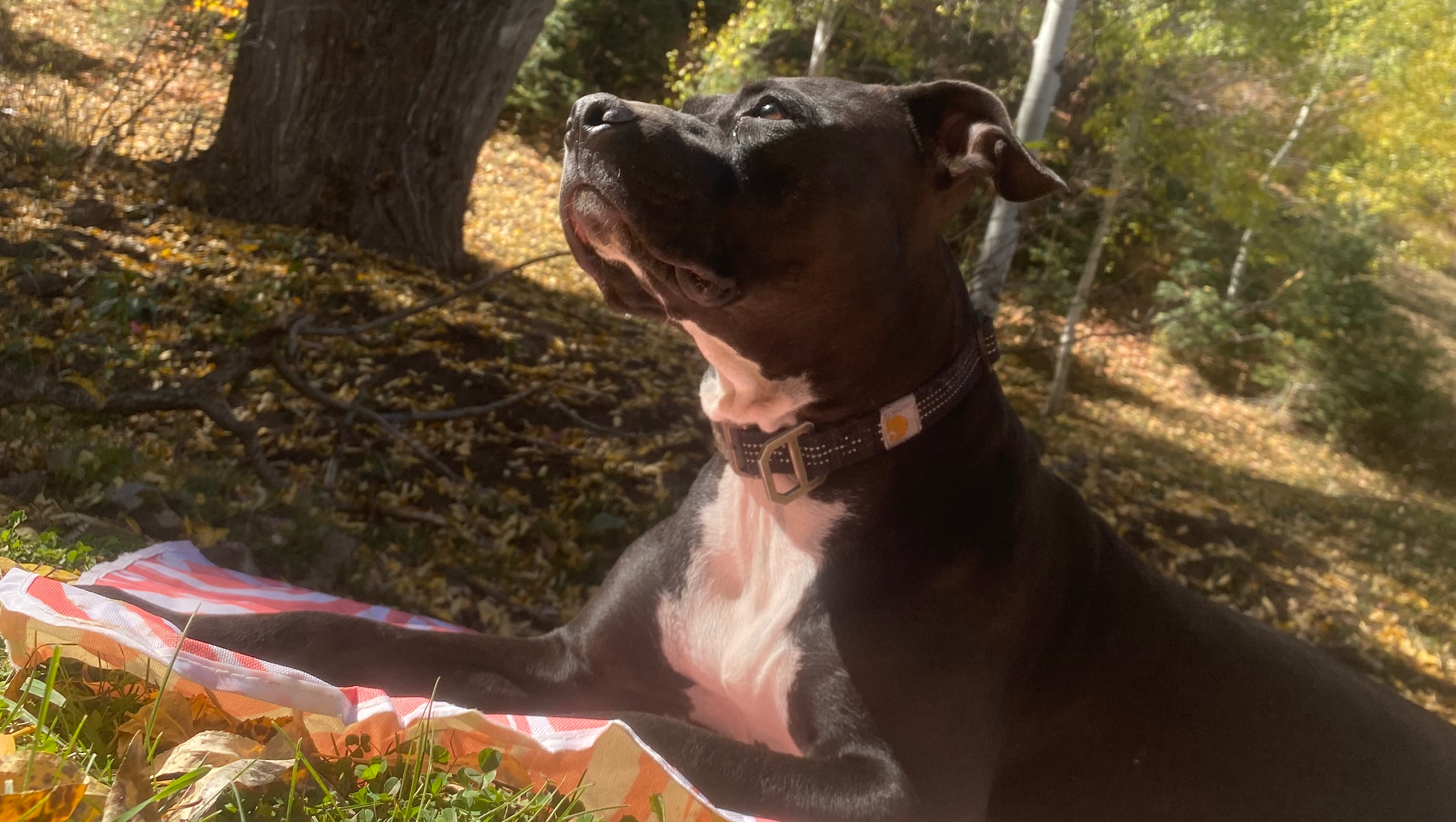 Fundraiser by Heaven Beagley : Save the Grimm dog: surgery funding