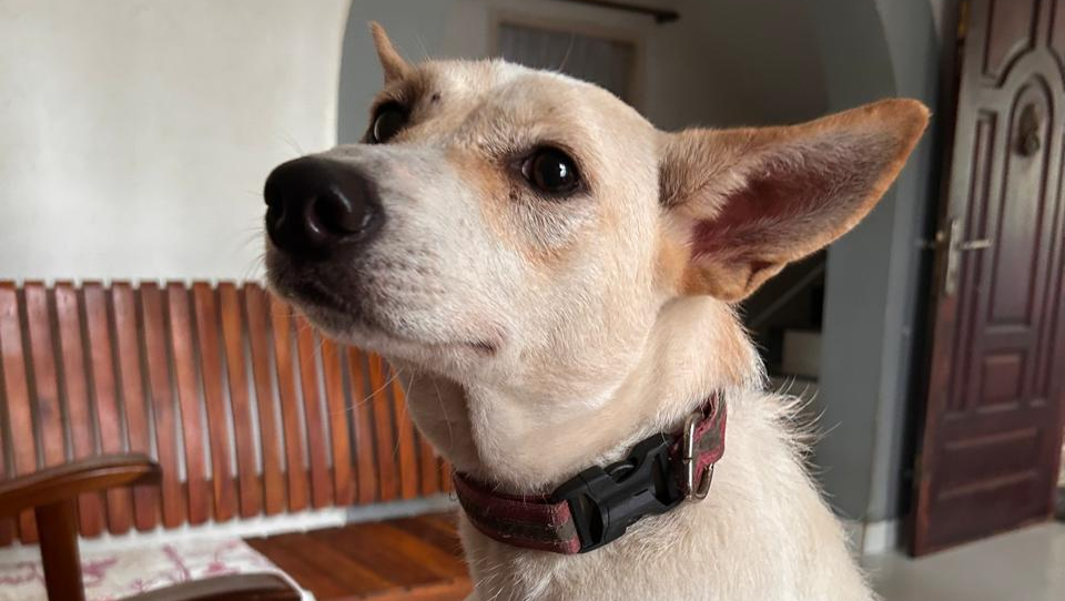 Fundraiser by Claire van Haandel : Help Us Bring Mimi Home