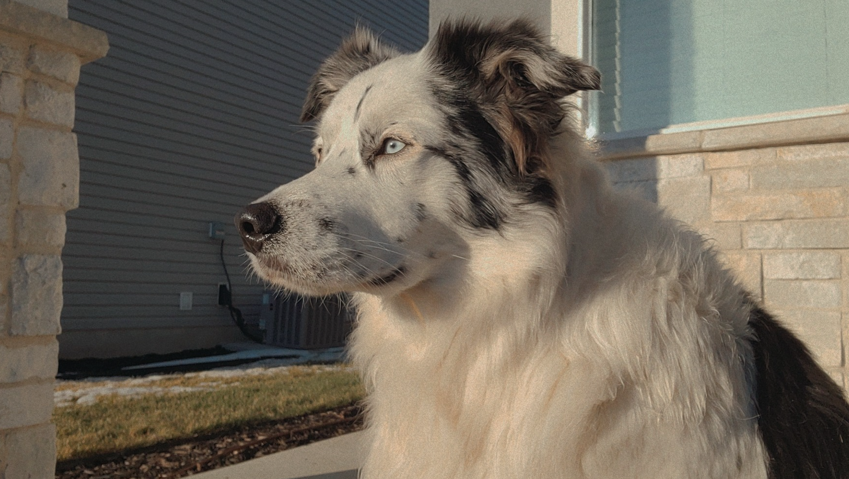 Fundraiser by Justice Lewis : Help Odin Battle IMHA: Support His Recovery