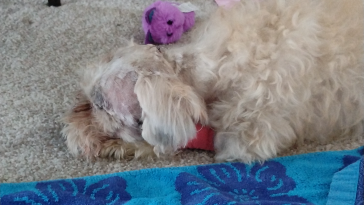 Fundraiser by Deshaun Porter : Help Deshaun's Dog Shine Recover from Attack