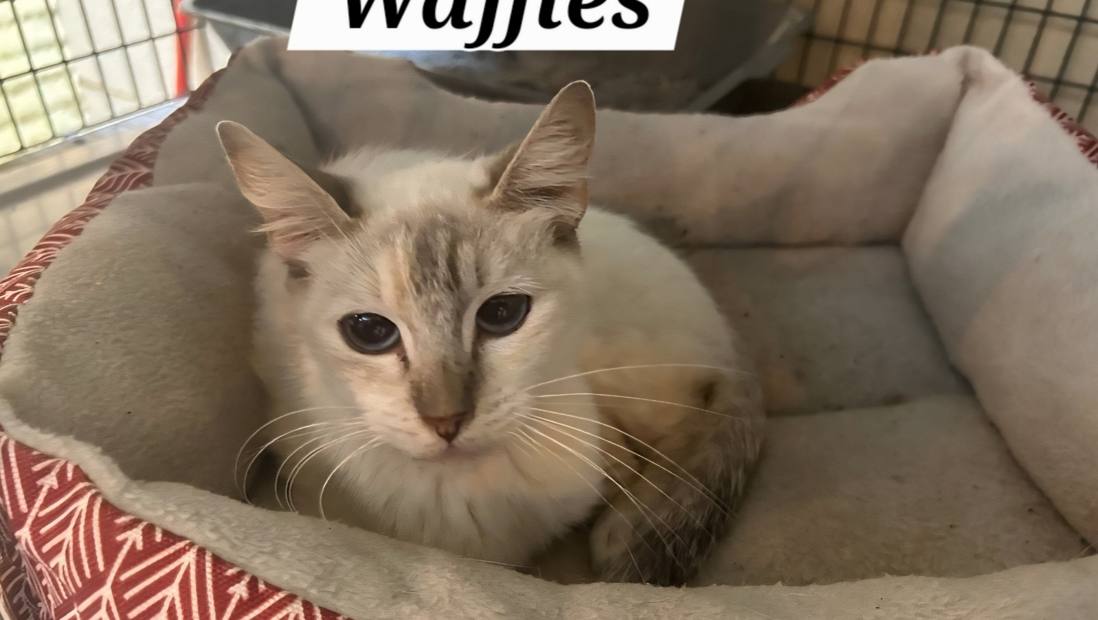 Fundraiser by Paola Garcia : Support Haku & Waffle's Journey Home