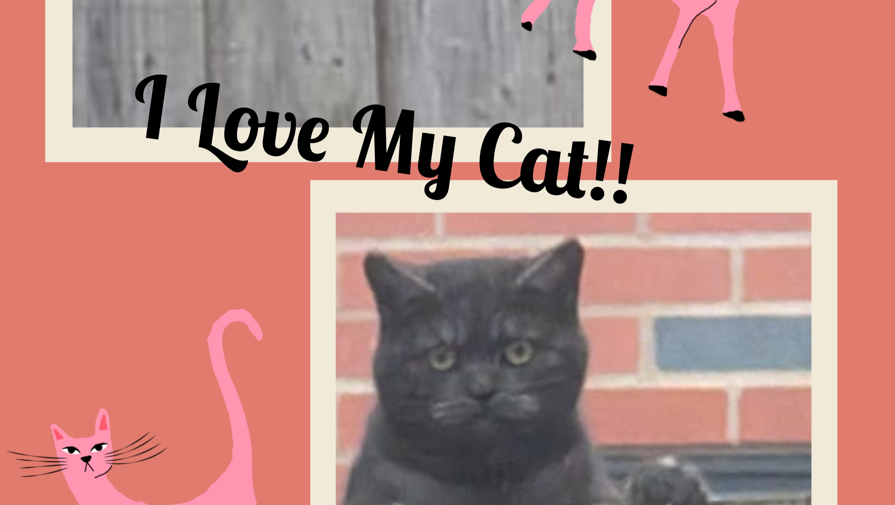 Fundraiser by Jessica Truman : Help Oliver walk again - urgent vet bills
