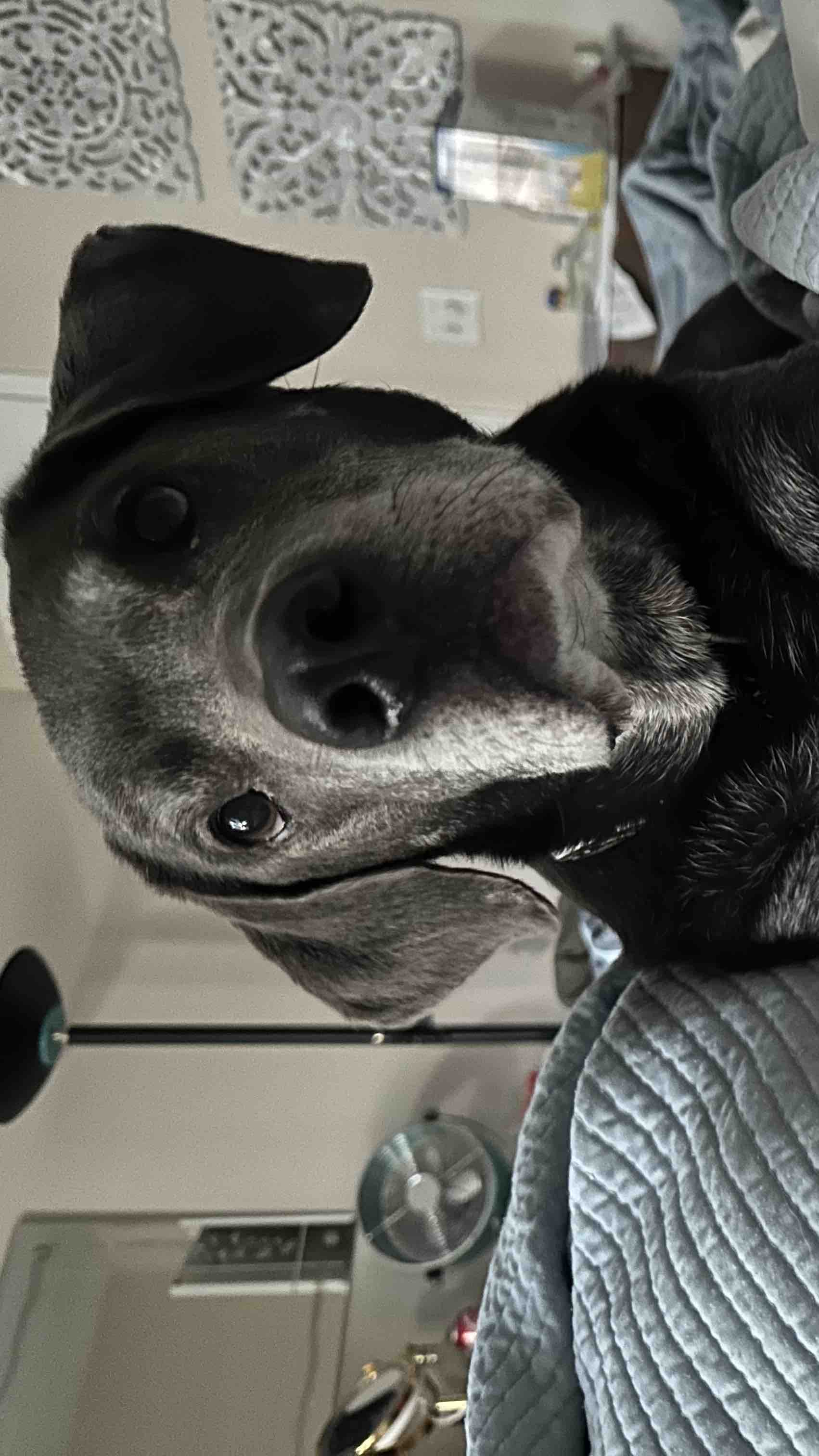 Fundraiser by Taylor Smith : Save Luke: Urgent Help Needed for His ...