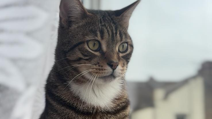 Fundraiser by Zuhre Ismail : Help with Cosmo's treatment - Urinary ...