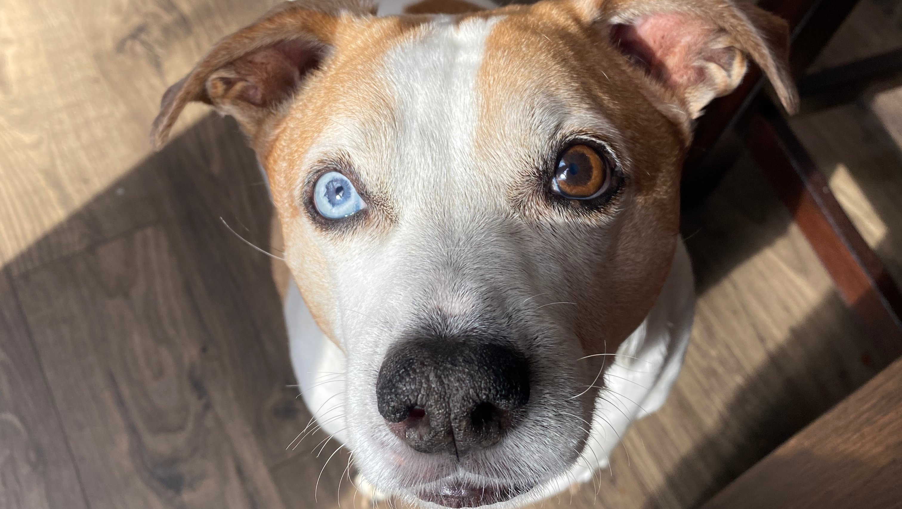 Fundraiser by Ashley Holland : Support Snoopy's Urgent Surgery