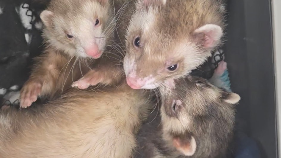 Fundraiser for Ilikea Urrea by Jaxson Curtis : Support Tito's Medical Care and Adoption