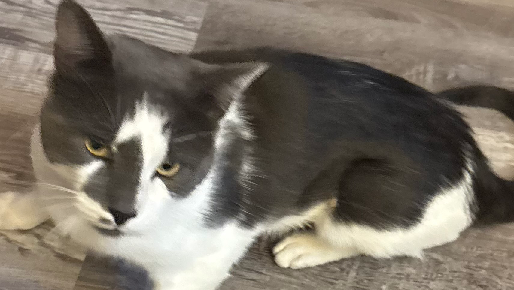 Fundraiser by Stephanie Farlow : Save Sammy: Fund His Emergency Surgery