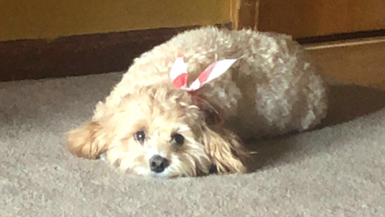 Fundraiser by madison martin : Support Phoebe's Life-Saving Treatment