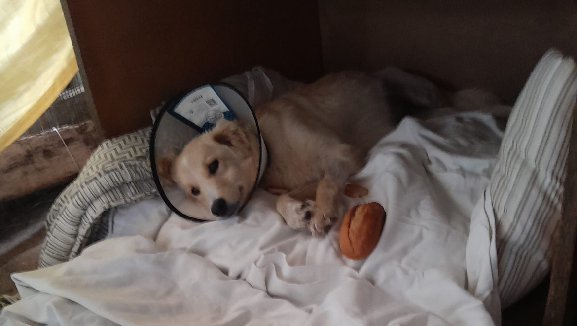 Fundraiser by Michelle Peachey : Please donate towards nuvola’s surgery