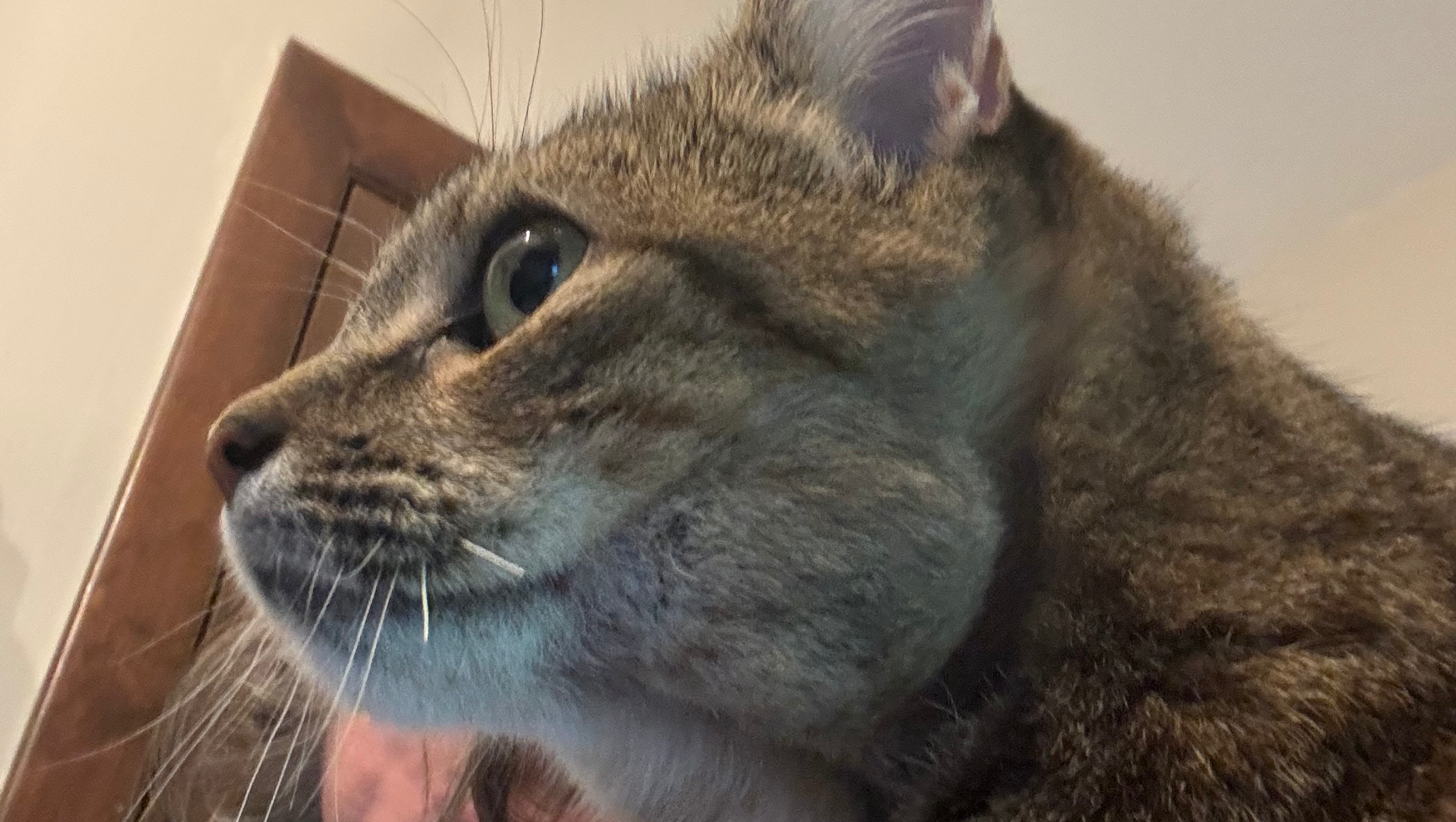 Fundraiser by Derek Heath : Support Maggie's Critical Ear Surgery