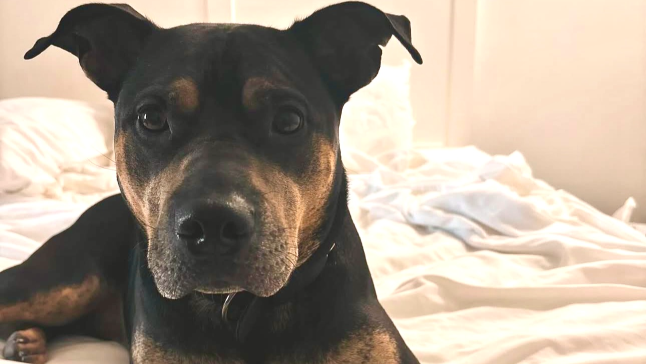 Fundraiser for marlee rojas by Andrea Rojas : Help Darlin' Play Again