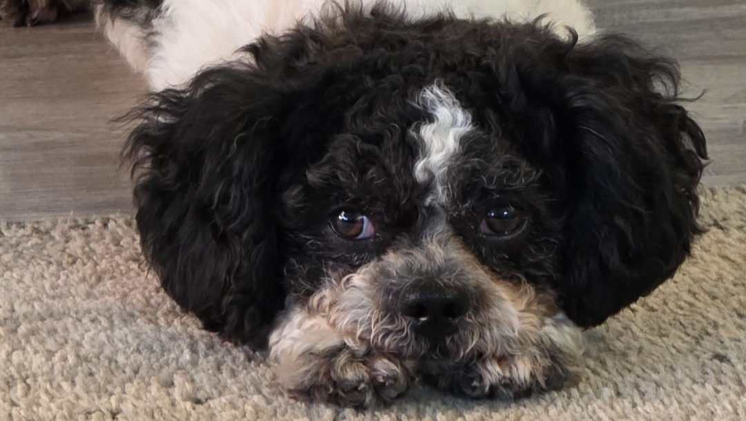 Fundraiser by Anna Bradshaw : Little Timmy's prostate surgery, vet bills