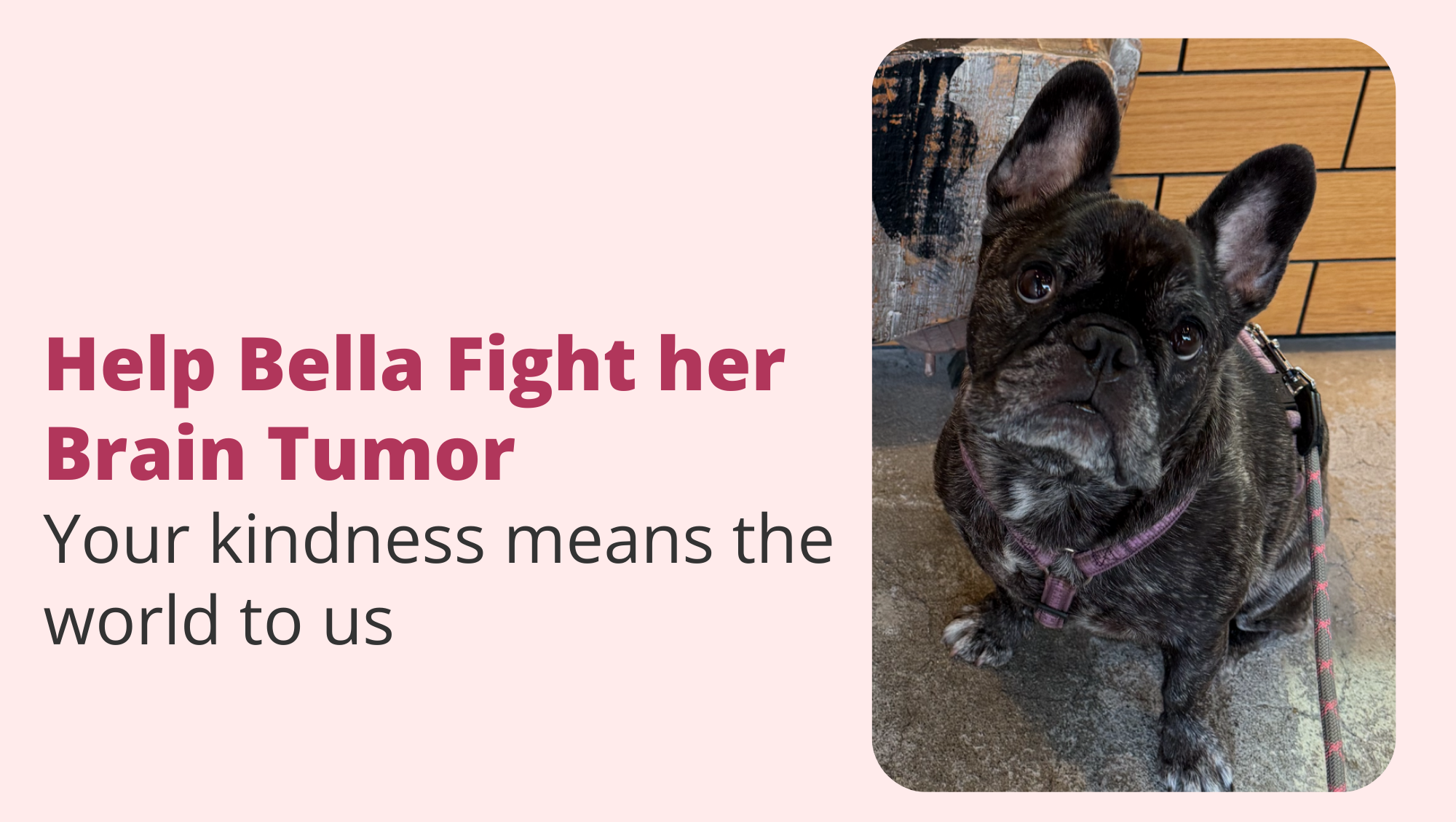 Fundraiser by Gordon Kai Man Ma : Help Bella Fight Her Brain Tumor