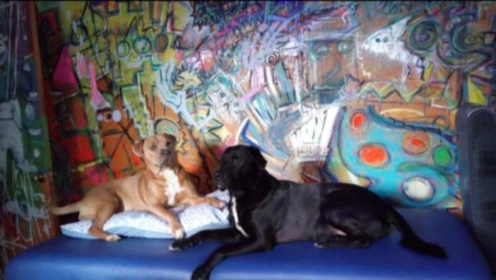 Fundraiser by Carla Brown : A Mother’s Plea: Shelter for Her and Dogs