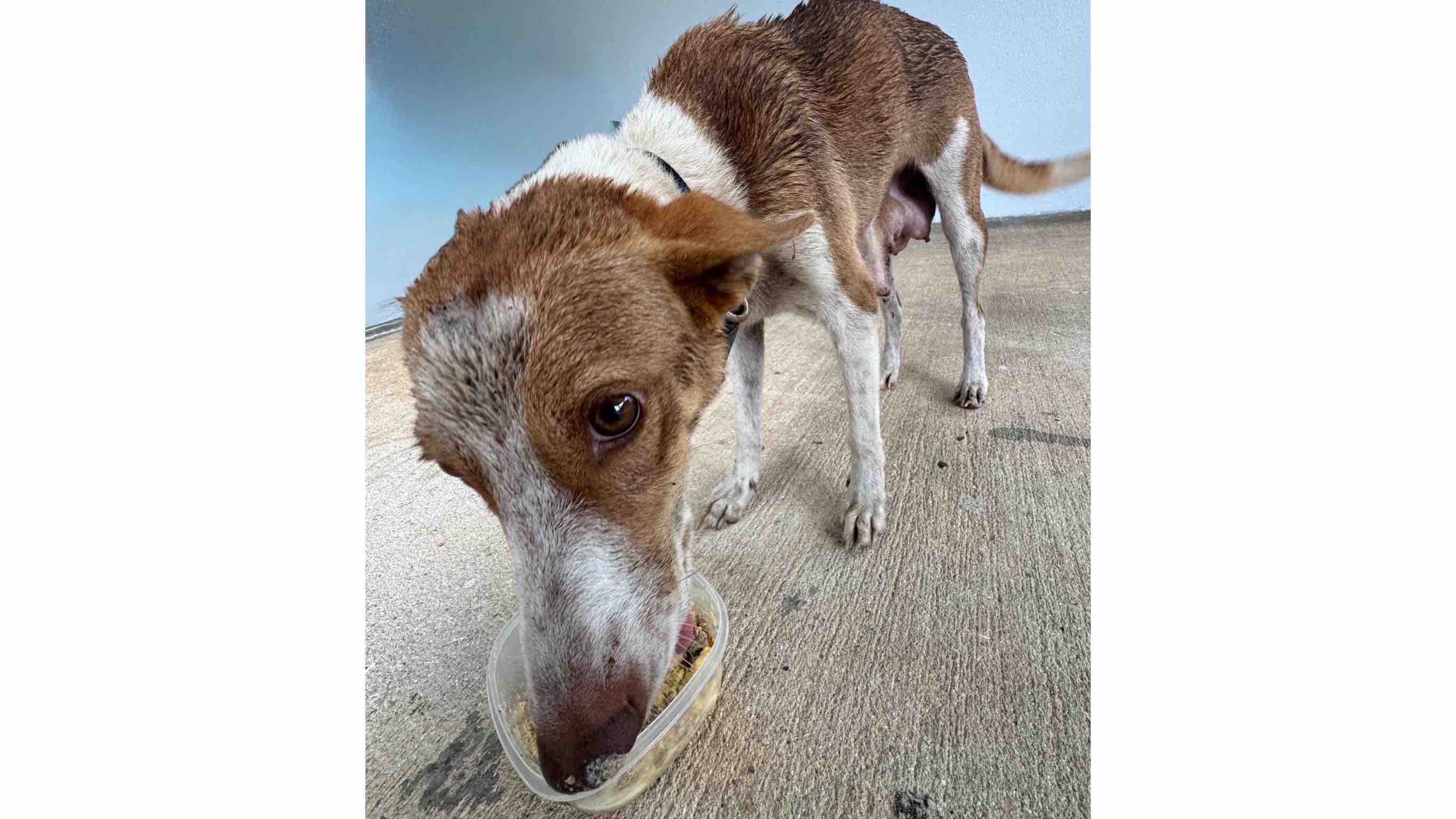 Fundraiser by Susana Gonzalez : From Suffering to Hope: Support Rota’s Dogs