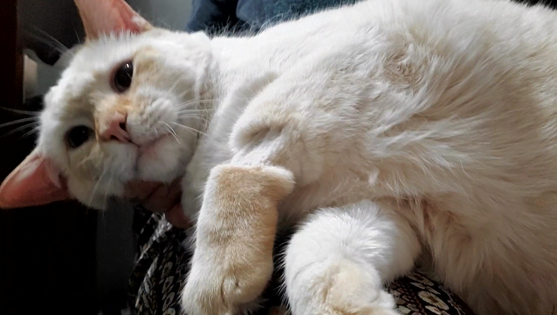 Fundraiser by Krista Butler : Support Pete's Life-Saving Surgery