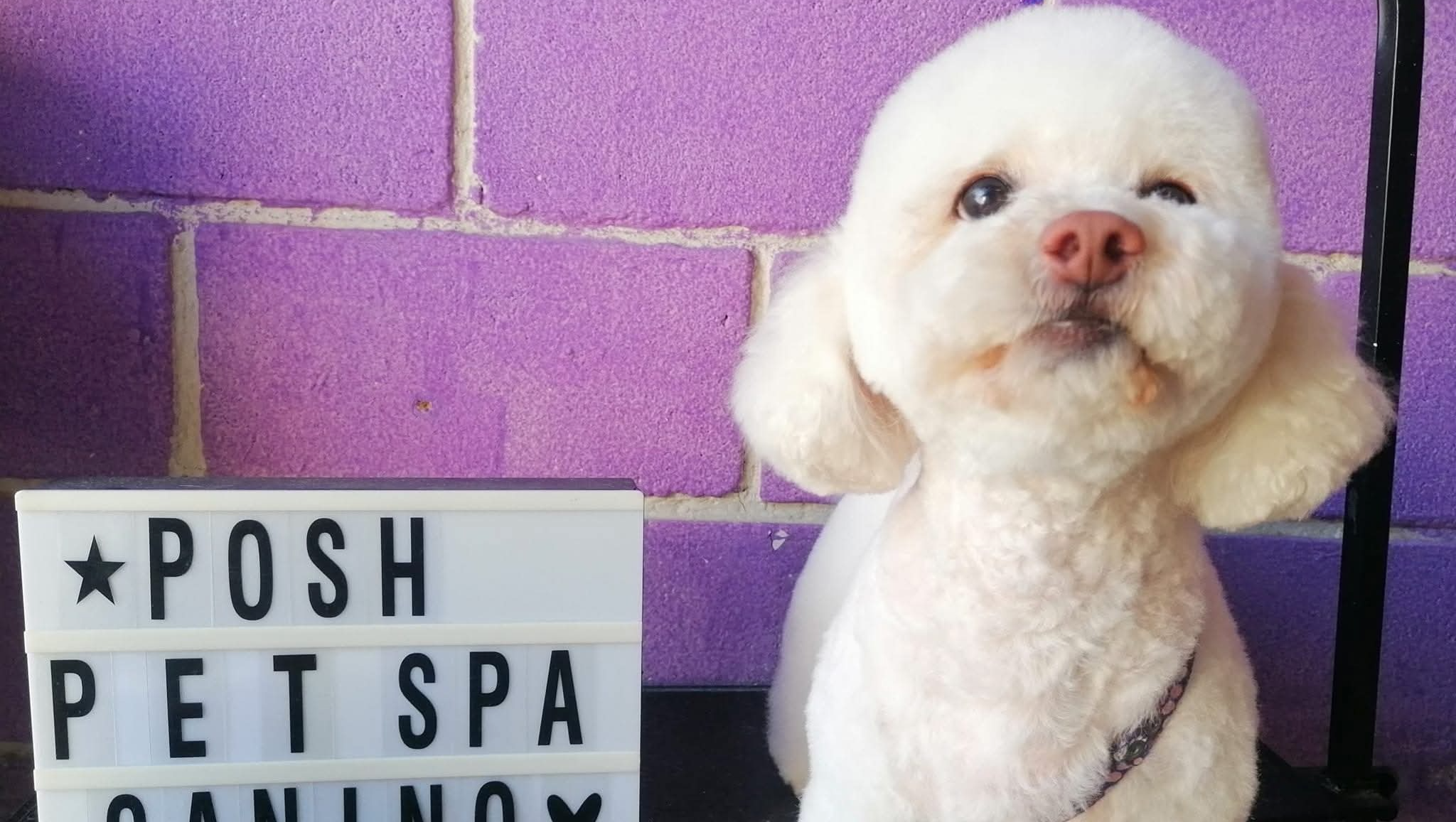 Fundraiser by Limahara Acosta : Reconstruir POSH PET SPA