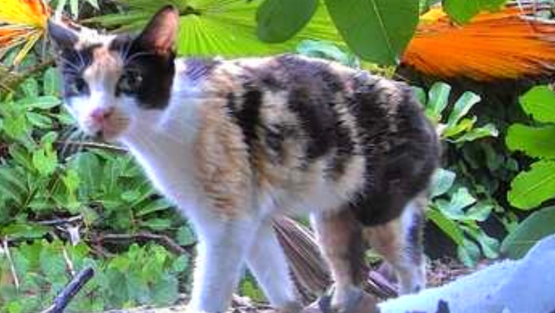 Fundraiser by Dottie Gallagher : Help Louise the Stray Cat Get Medical Care