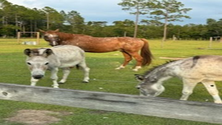 Fundraiser by Second Chances Equine Rescue Inc. : Five return to the ...