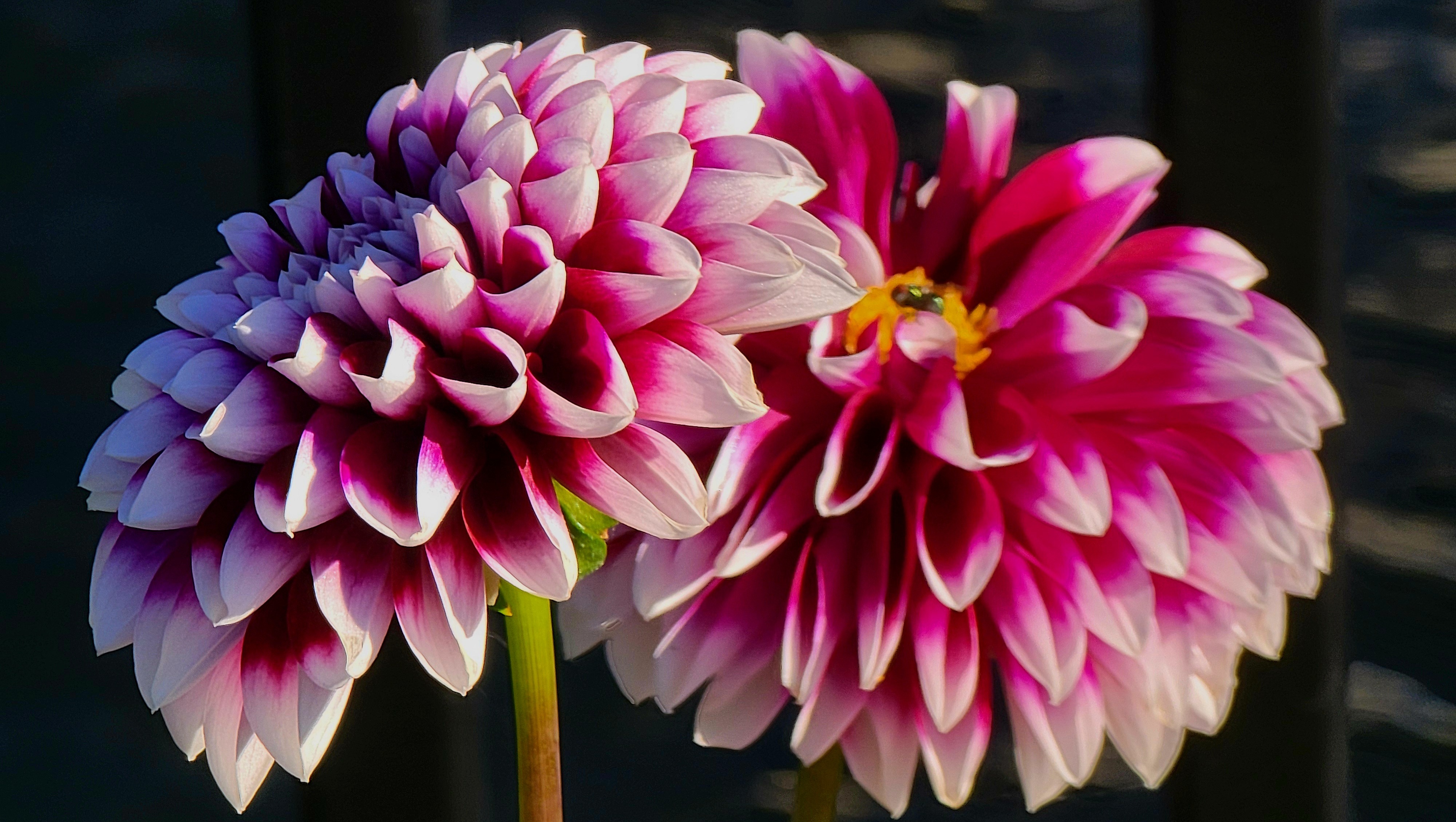 Fundraiser by Rachel Parzivand : Rebuilding Life, One Step at a Time