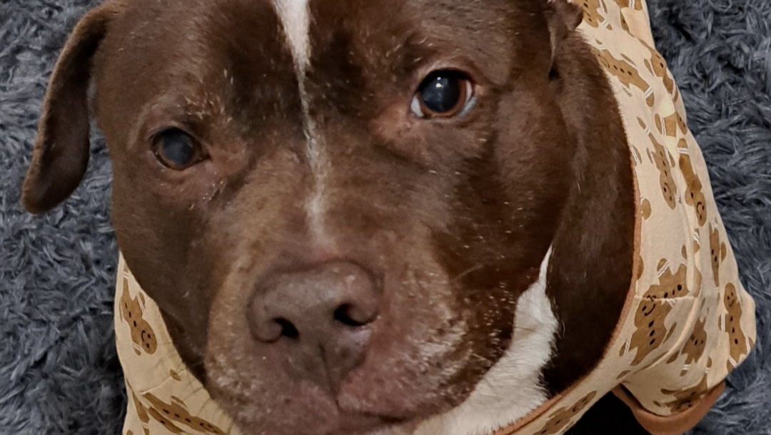 Fundraiser by Jai Kelly : Help Beau Fight Painful Abdominal Mass