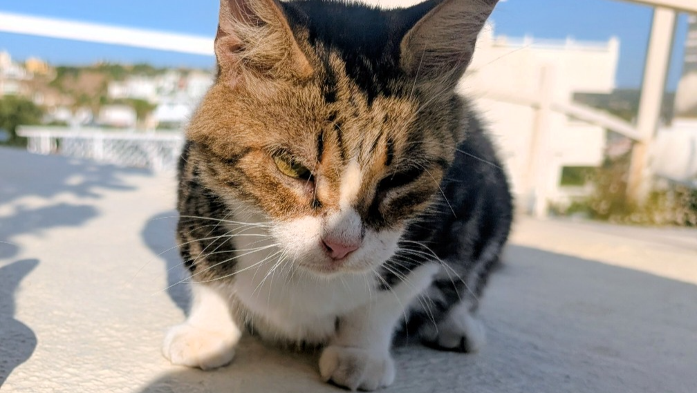 Fundraiser by Ray Billington : Help give Rhodes cats a better life