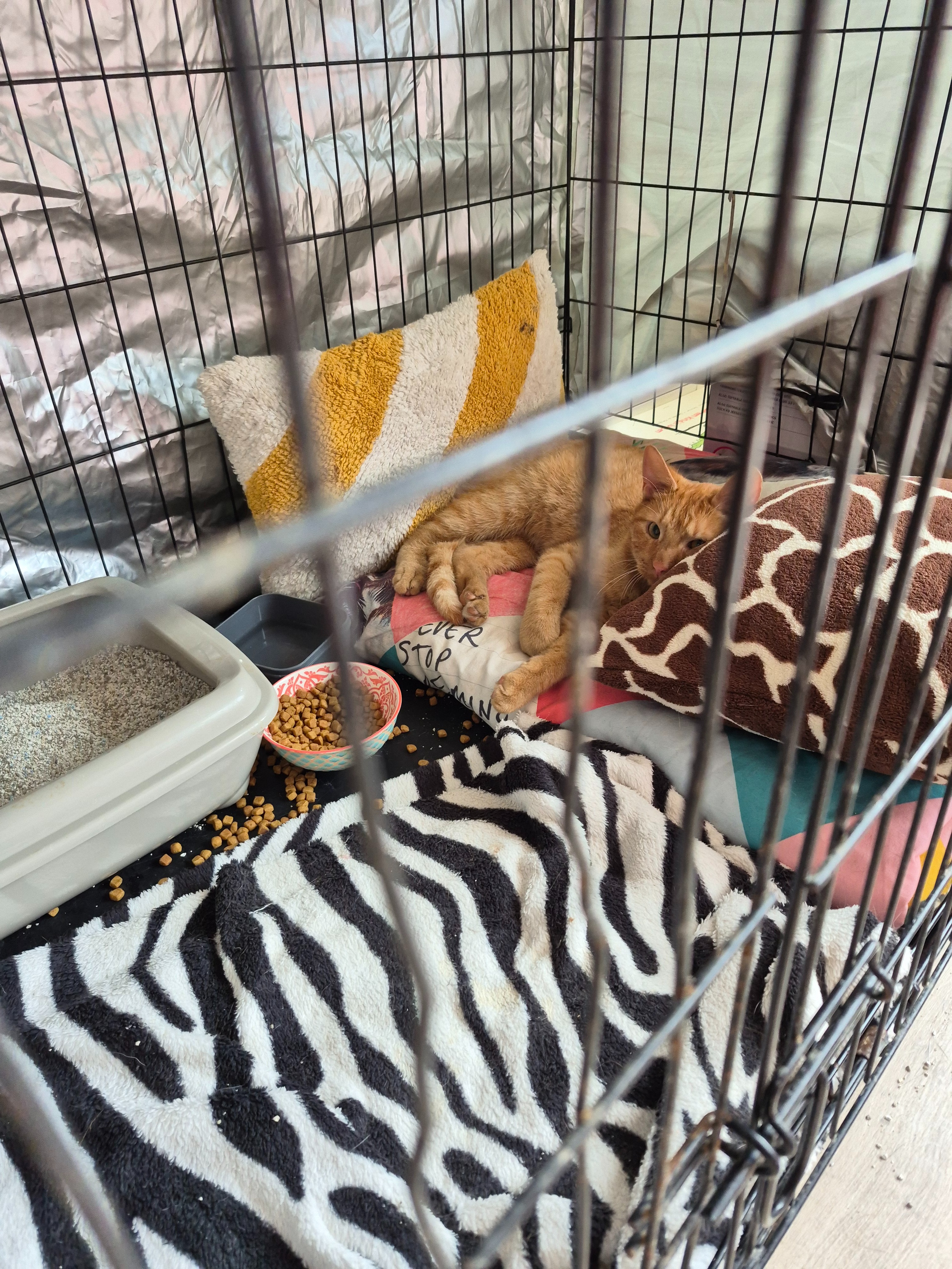 Fundraiser by Jolein Foks : Help om Ollie zijn beste vriend weer beter ...