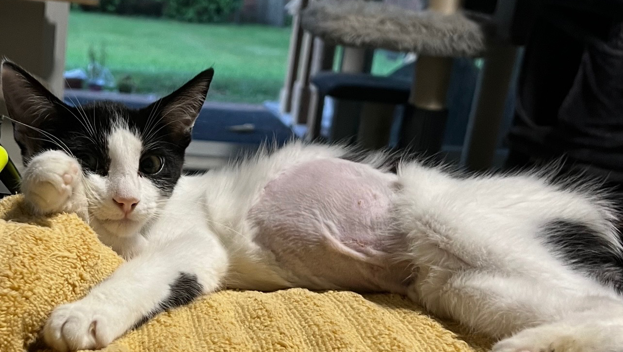 Fundraiser by Denise Rayner : PLEASE HELP SAVE AVATAR'S LIFE