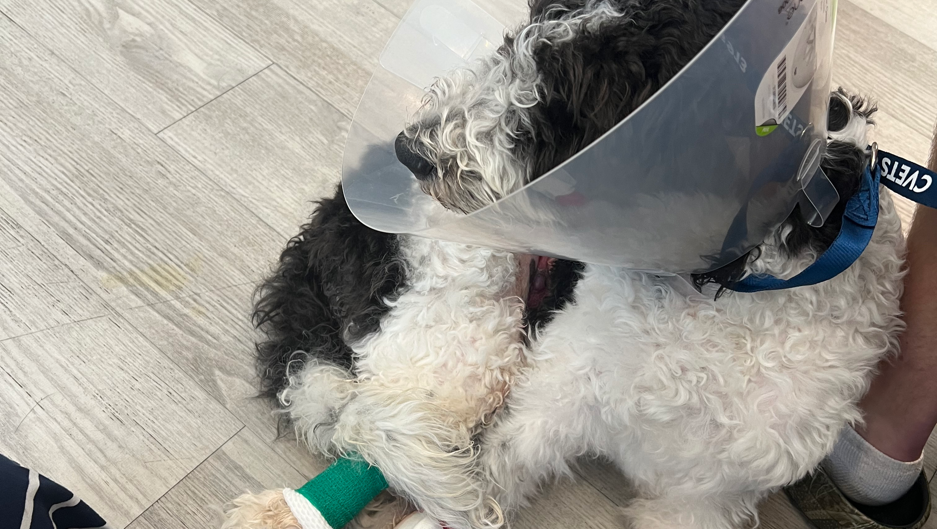 Fundraiser by Seavy Bennett : Support Rocky's Urgent Medical Treatment