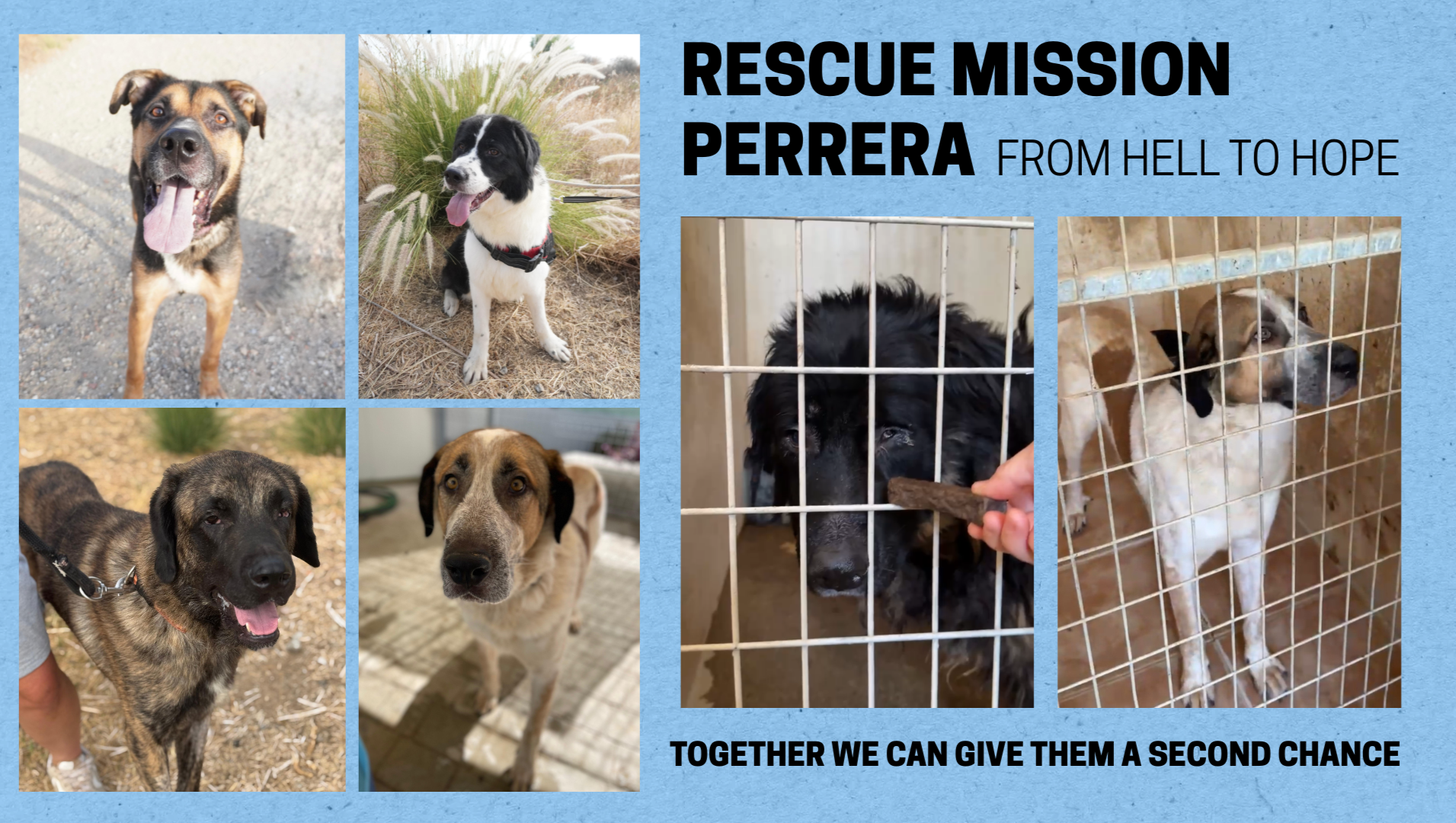 Fundraiser by The Little Paws : Rescue Mission from the Perrera