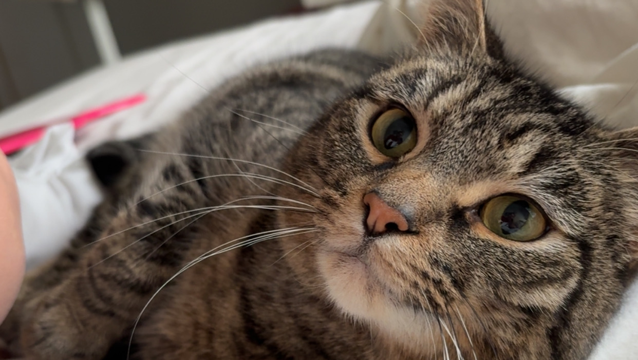 Fundraiser by Madison Laugh : Help Jinx Get the Medical Care He Needs