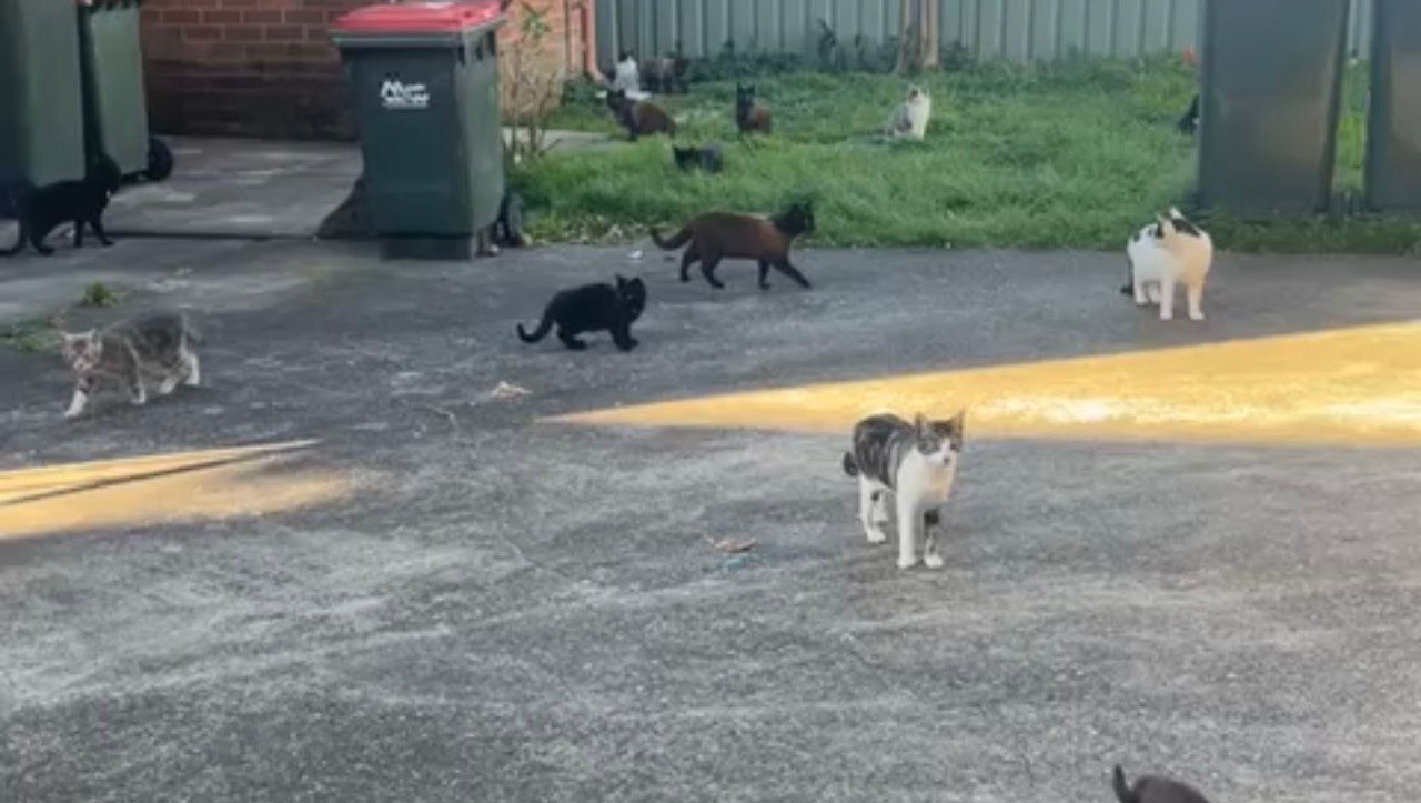 Fundraiser by Lesley Inkson : Help needed to TNR a colony of cats in Taree NSW Australia