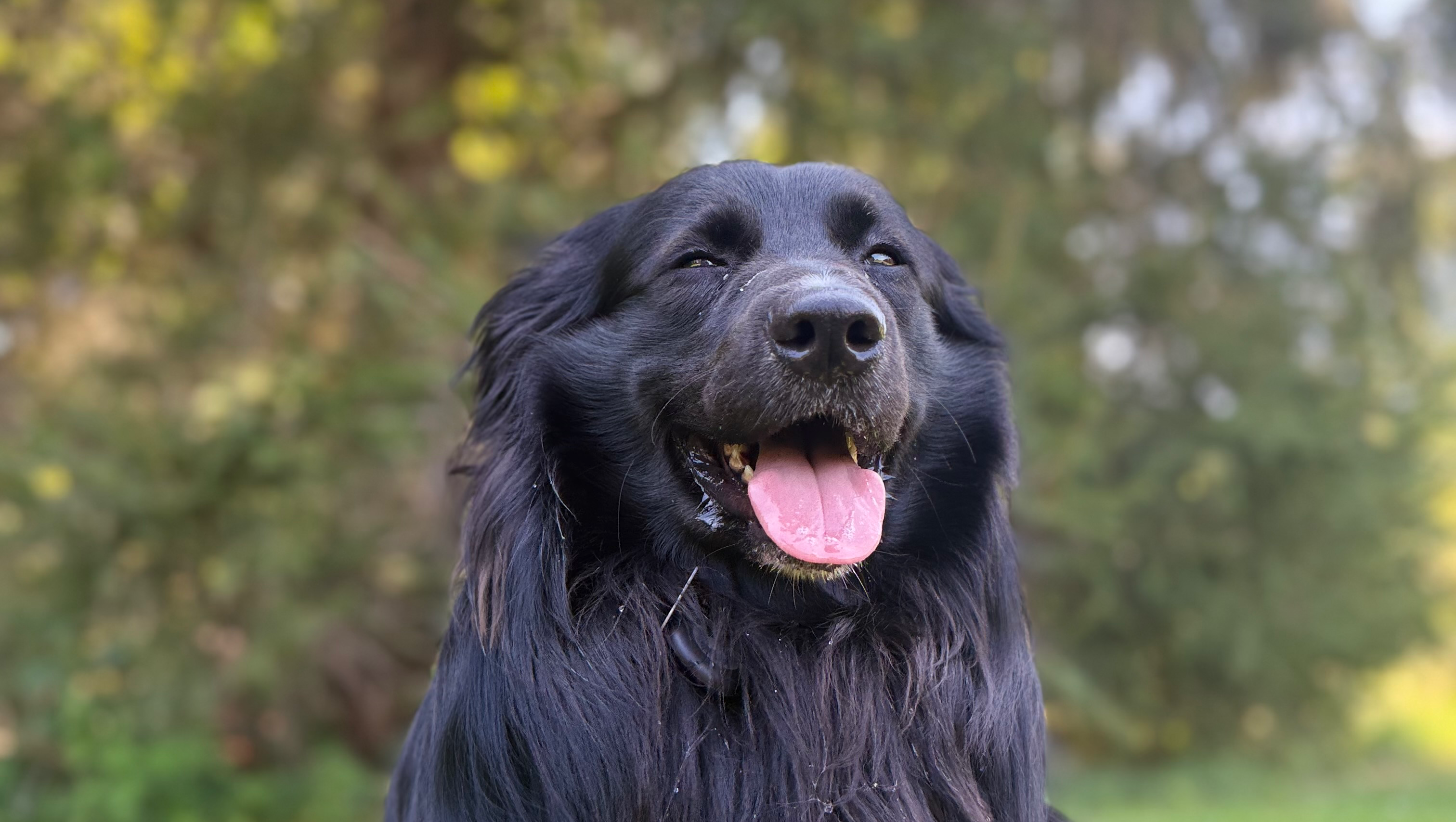 Fundraiser by Asli Parcell : Give George a Chance to Walk Again