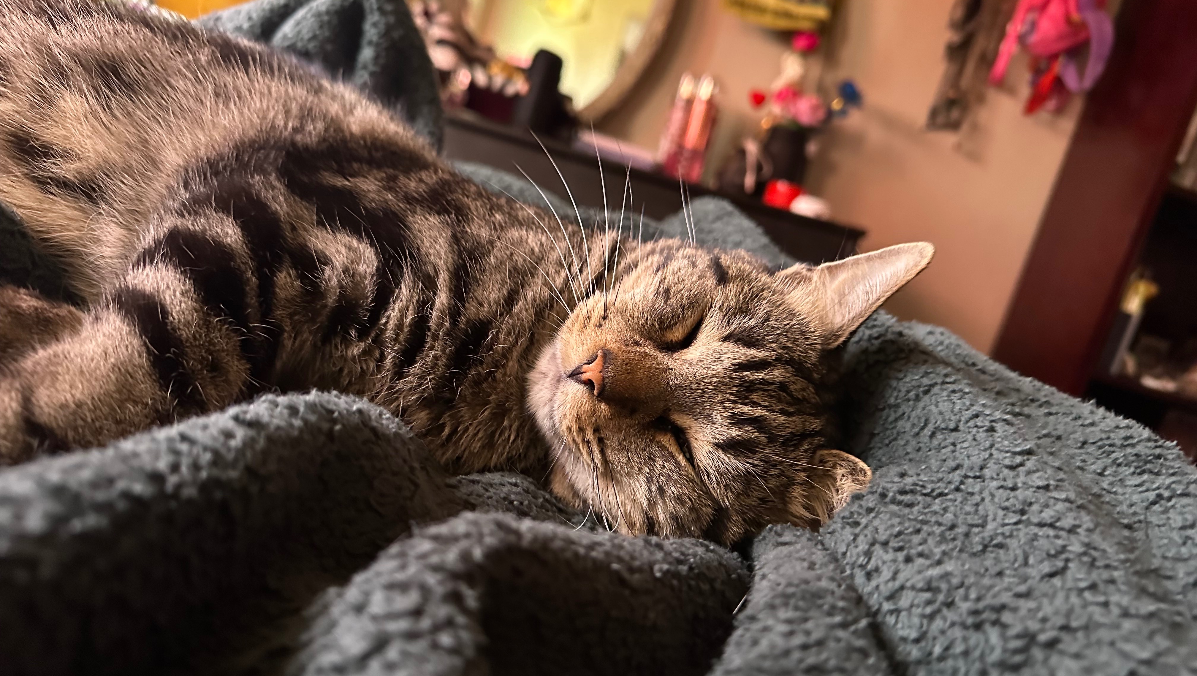 Fundraiser by karen cortes : Help Gato Recover from Emergency Surgery