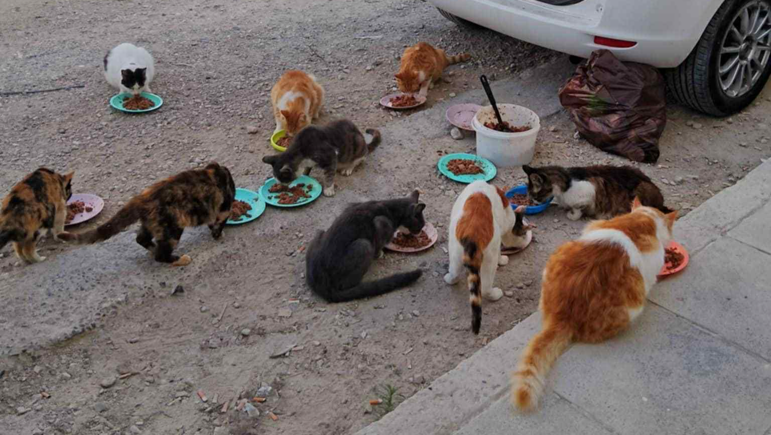 Fundraiser by Karen Carrick : Help feed hungry cat and kittens in Paphos.