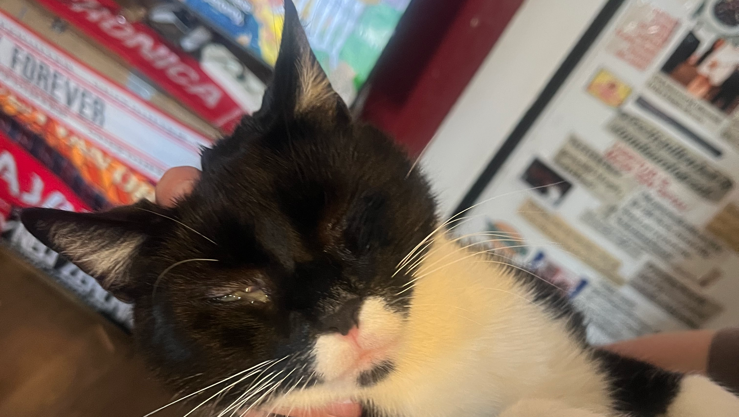 Fundraiser by Koen Vriesman : Help onze lieve Denzel met zijn operatie ...
