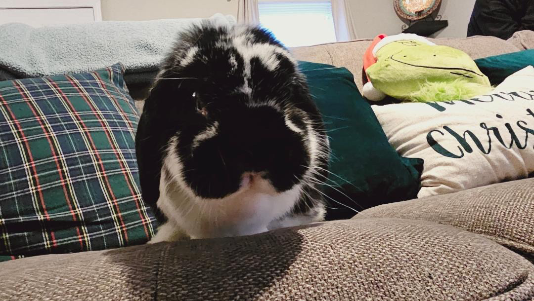 Fundraiser by Edlyn Benitez : Operación de Amor para Oreo