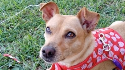 Fundraiser by Cat I : Help Chloe & Pup Recover From Dog Attack