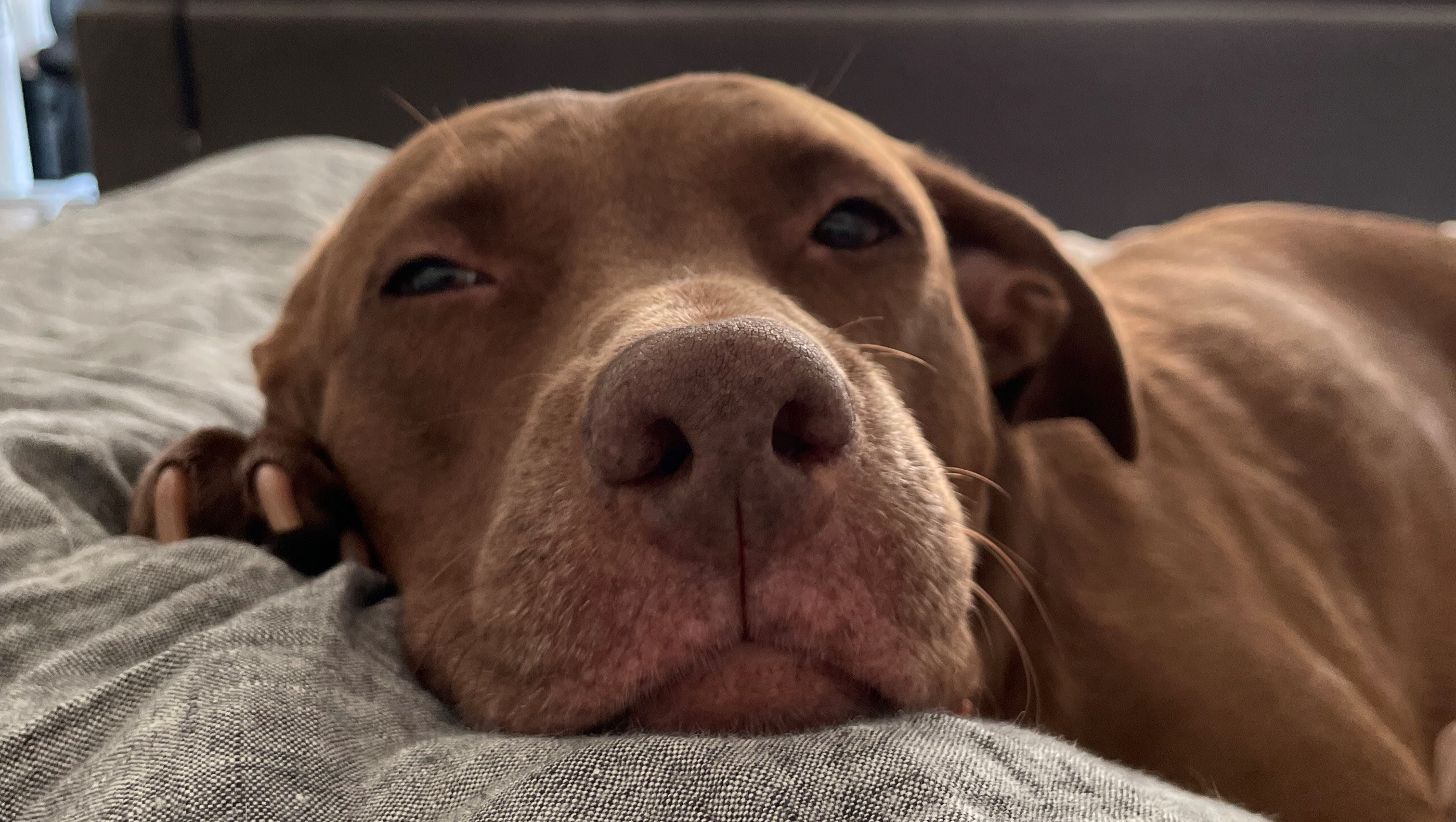 Fundraiser by Andrew Levinson : Help Roxy Recover From a Corn Cob Crisis